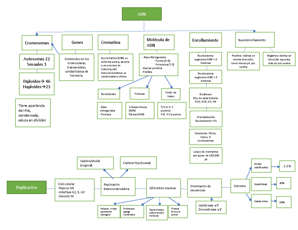 ADN - mapa mental Cromosomas - ADN Cromosomas Autosomas 22 Sexuales 1 ...