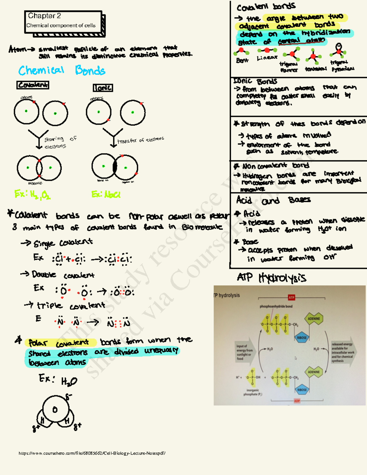 Cell Biology Lecture Notes ch 2 - Chapter 2 Chemical component of cells ...