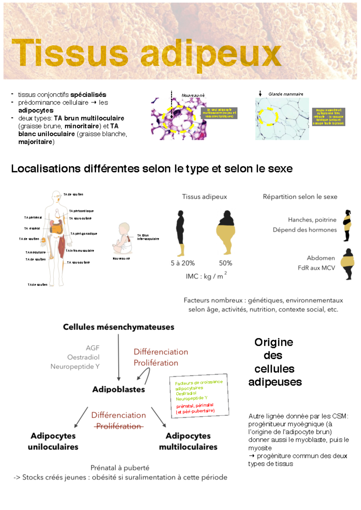 Tissus adipeux fiche - Tissus adipeux tissus conjonctifs spécialisés ...