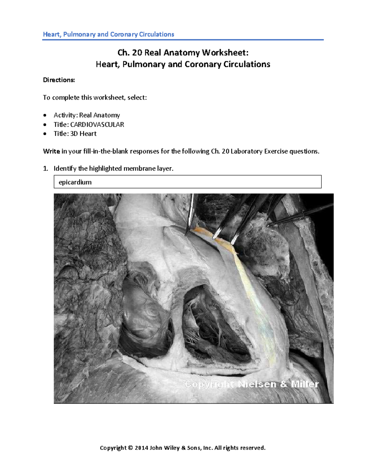 Bio291 r2 ch - Worksheet - Heart, Pulmonary and Coronary Circulations ...