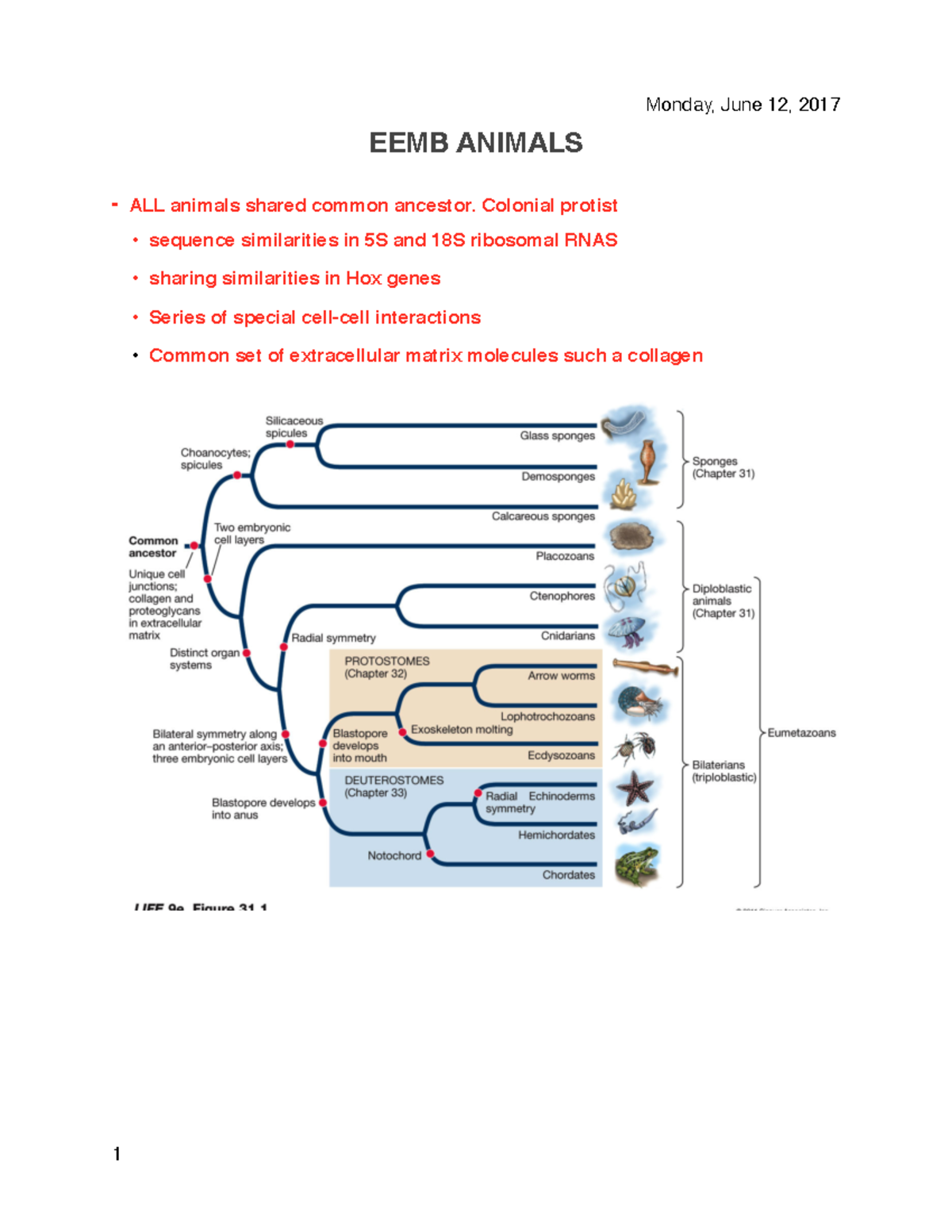EEMB Animals - EEMB ANIMALS - ALL animals shared common ancestor ...