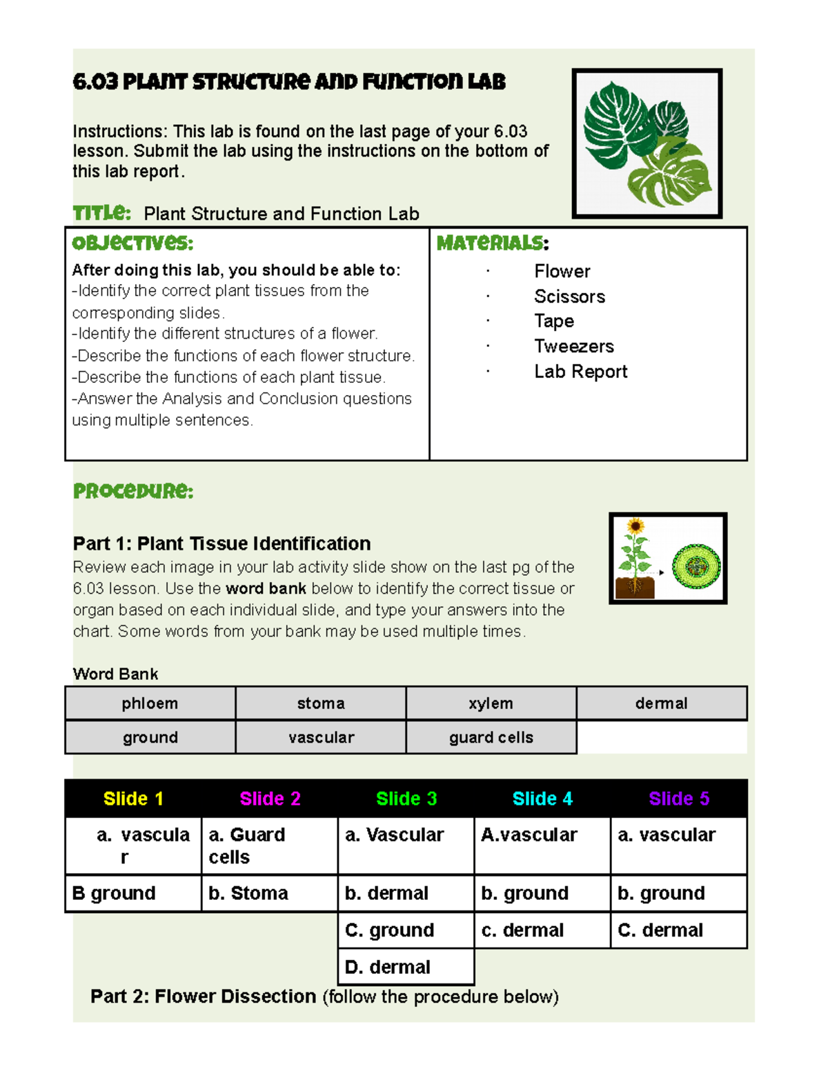 Copy of 6 03 lab report template-v23 - 6 Plant Structure and Function ...