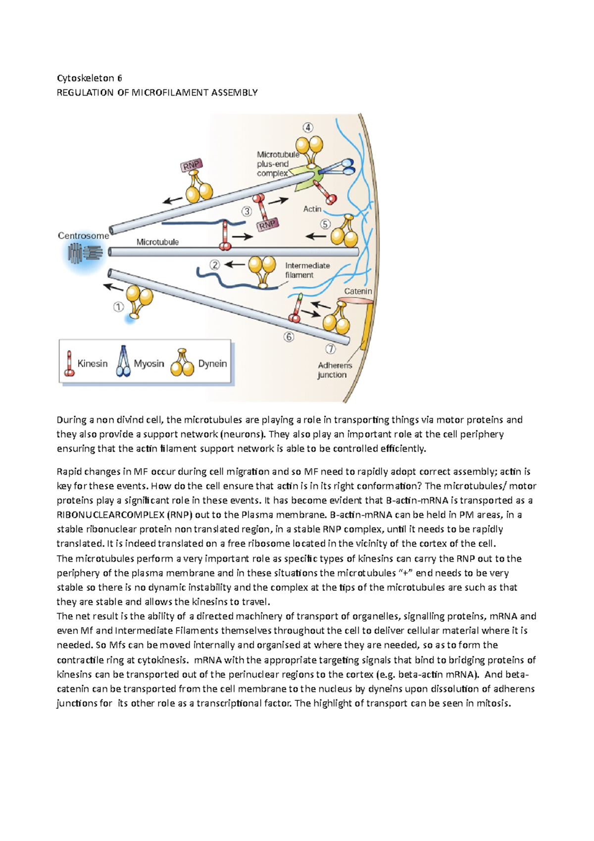 Cytoskeleton 6 - Martin - Cytoskeleton 6 REGULATION OF MICROFILAMENT ...