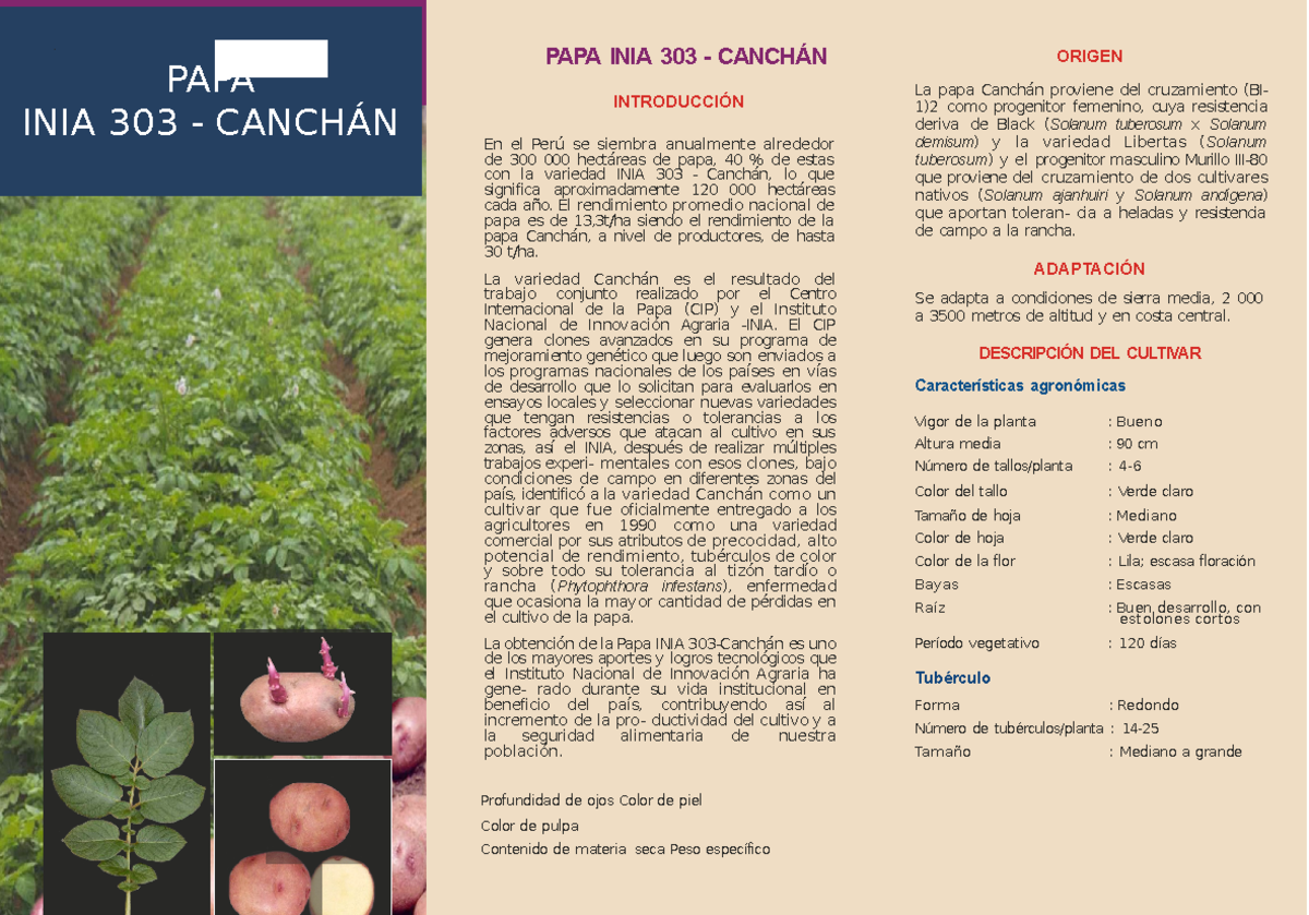 Trip-Papa Canchan INIA303 - PAPA INIA 303 - CANCHÁN INTRODUCCIÓN En el ...