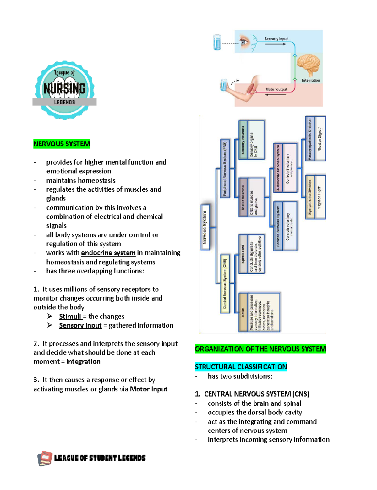 10 - Anaphy Activities - NERVOUS SYSTEM provides for higher mental ...