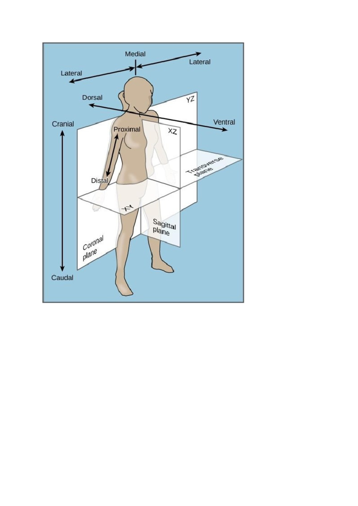 Vlakken anatomie - Functionele Anatomie: Extremiteiten en romp - Medial ...