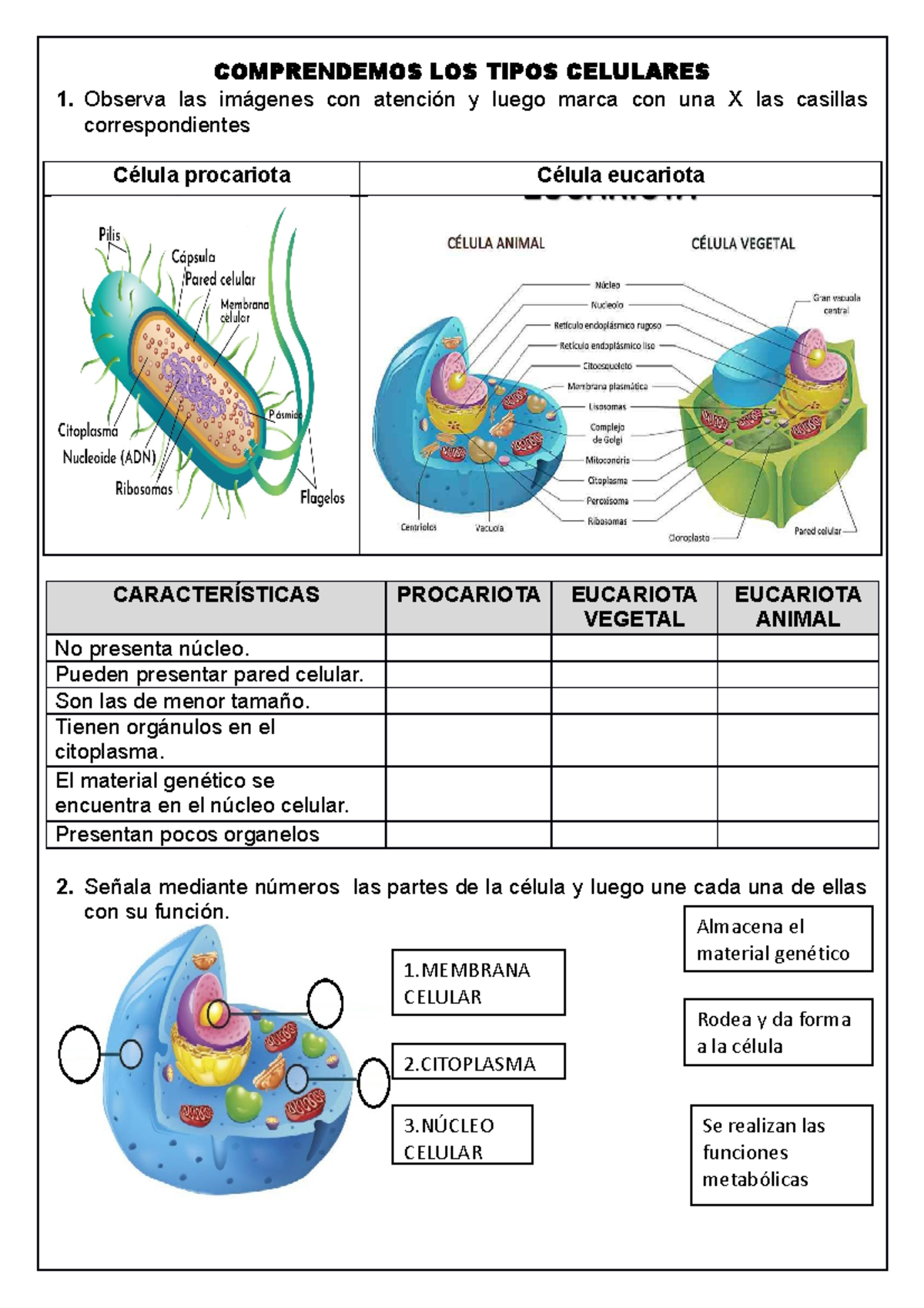 Comprendemos LOS Tipos Celulares - COMPRENDEMOS LOS TIPOS CELULARES ...