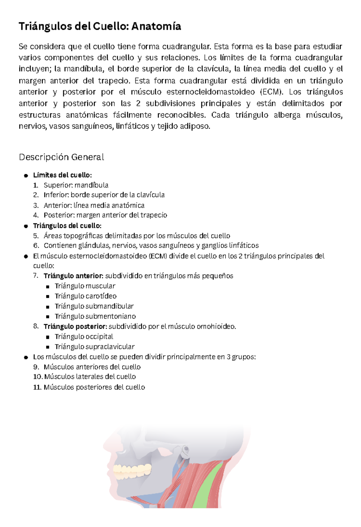 Triángulos del Cuello Anatomía - Triángulos del Cuello: Anatomía Se considera que el cuello ...