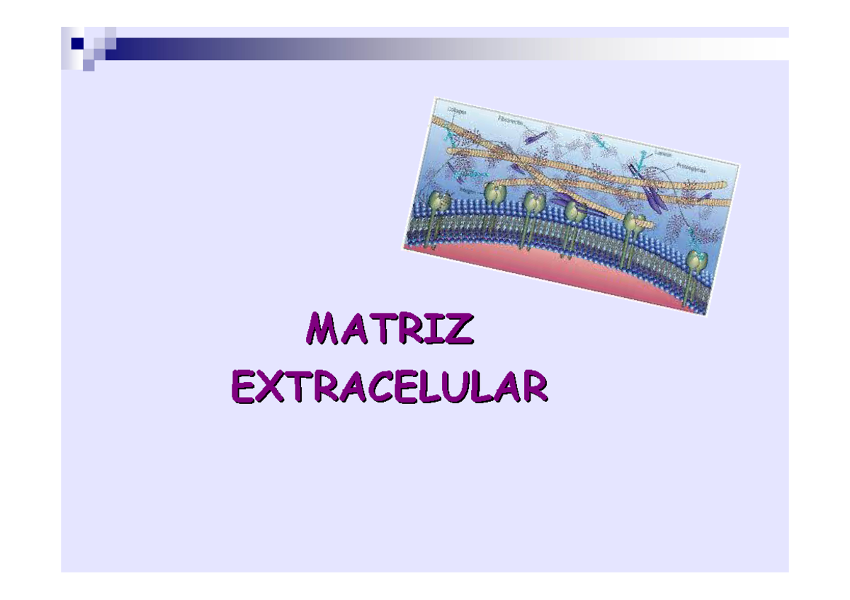12 - Matriz Extracelular - MATRIZMATRIZ EXTRACELULAR EXTRACELULAR ...