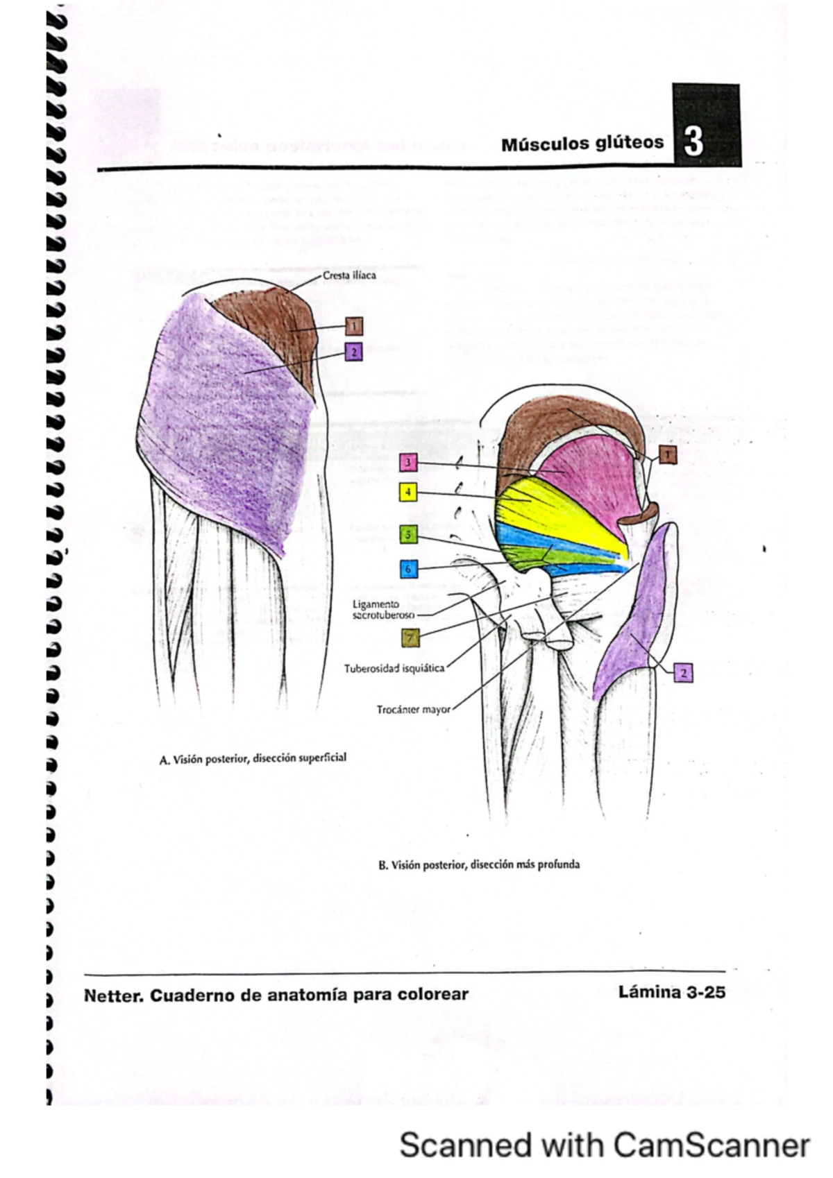 Sistema arterial y venoso del miembro in - Anatomía humana - Studocu