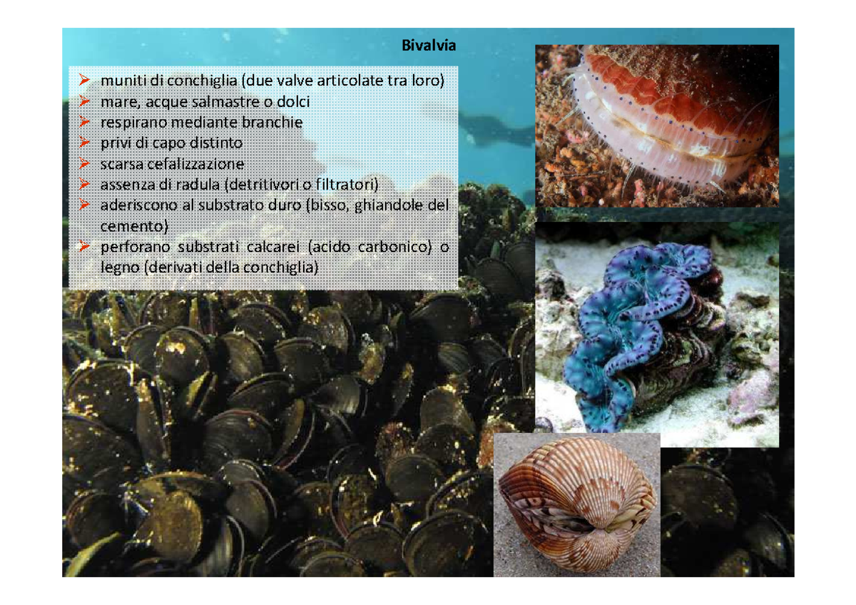 10-Molluschi Bivalvi-Cefalopodi - Bivalvia muniti di conchiglia (due ...