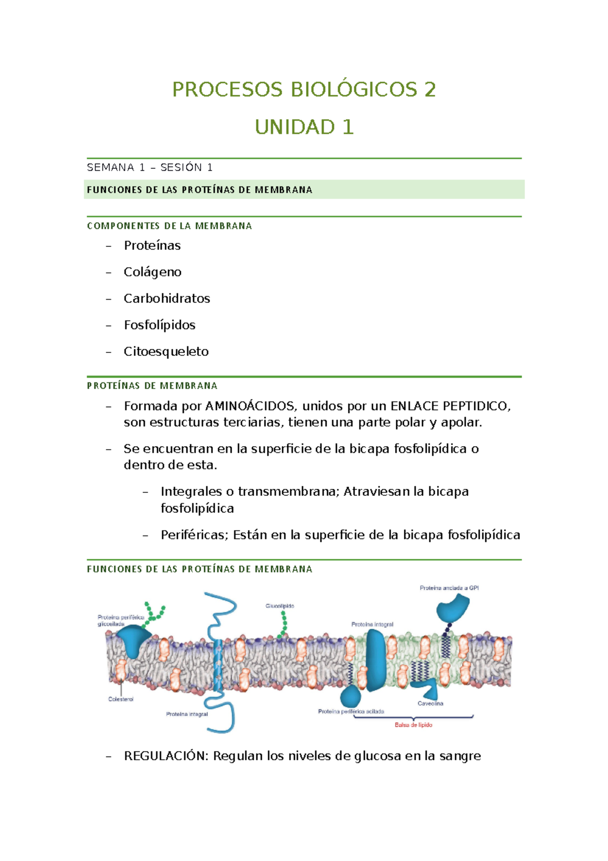 Procesos Biológicos 2 sem 1 - PROCESOS BIOLÓGICOS 2 UNIDAD 1 SEMANA 1 – SESIÓN 1 FUNCIONES DE ...