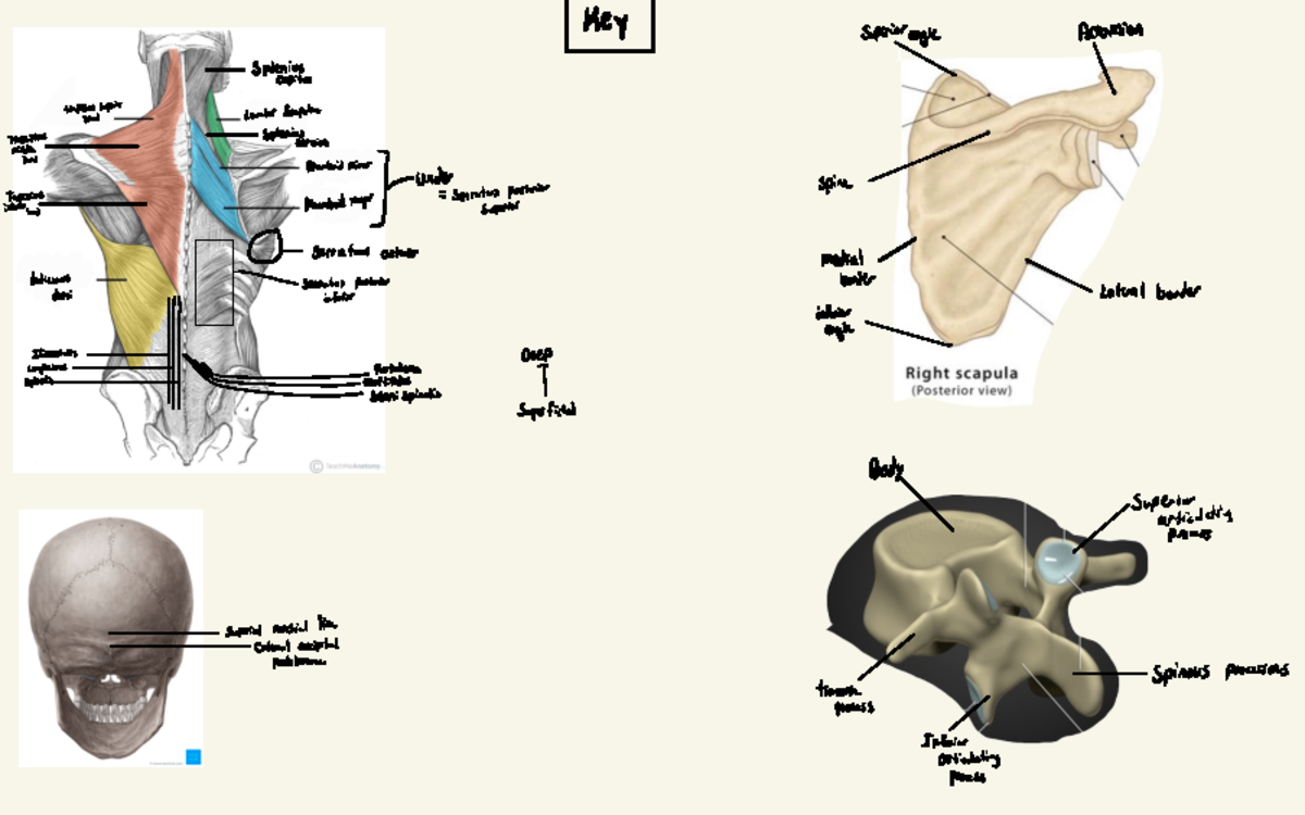 Anatomy Lab Practice - Hfhfhd - Key Superior angle Acromion Splenius ...