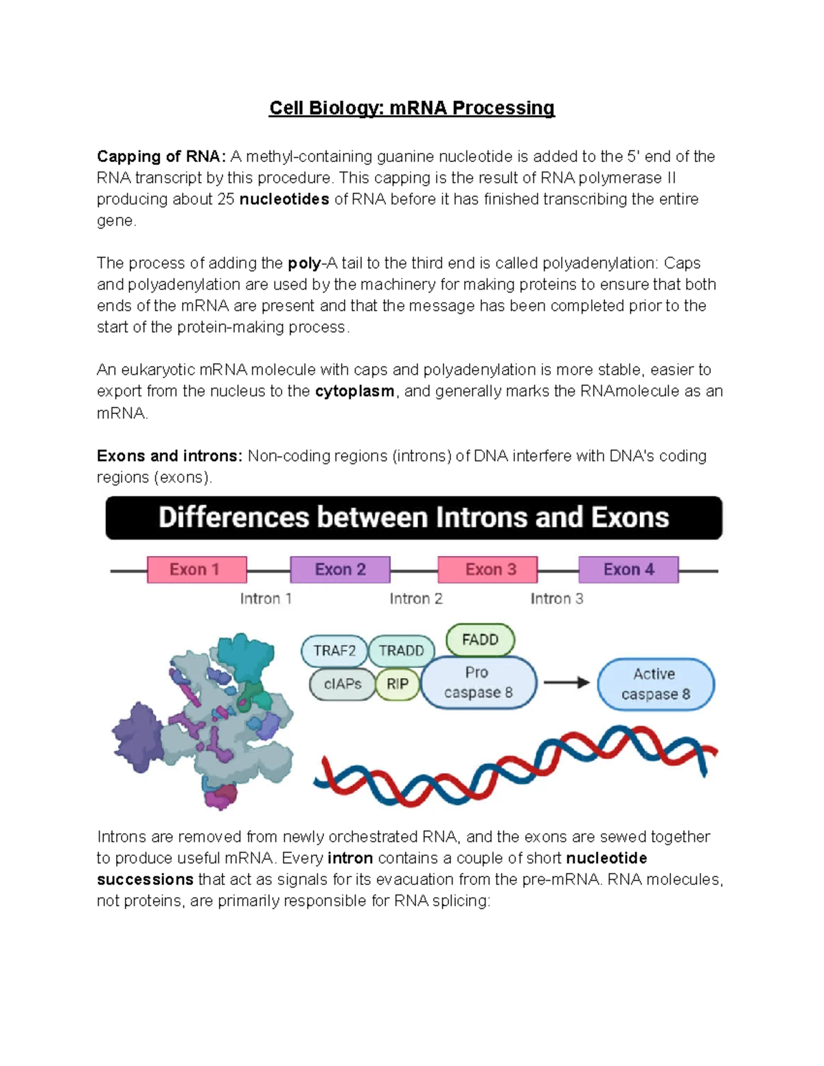 Cell Biology mRNA Processing - Cell Biology: mRNA Processing Capping of ...