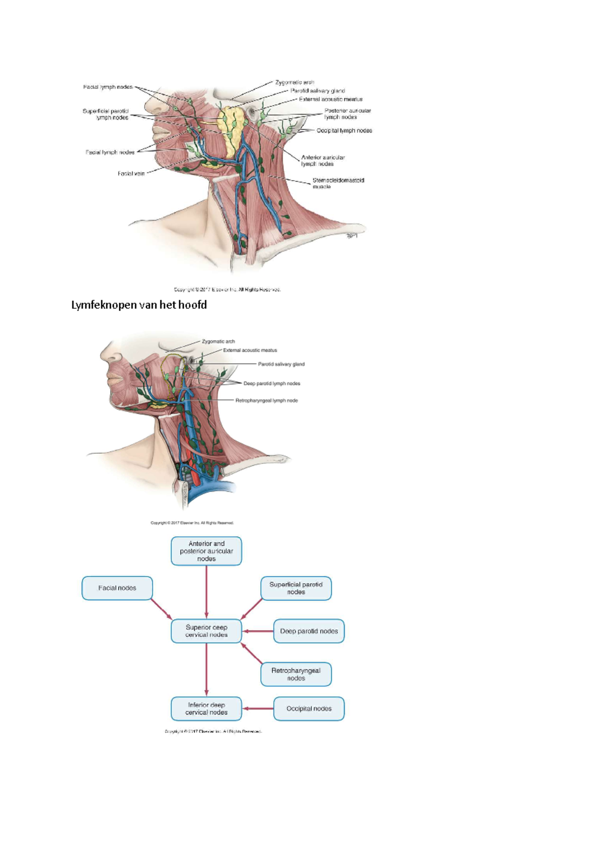 Lymfestelsel - lyfestelsel - Hoofd en hals - Lymfeknopen van het hoofd ...