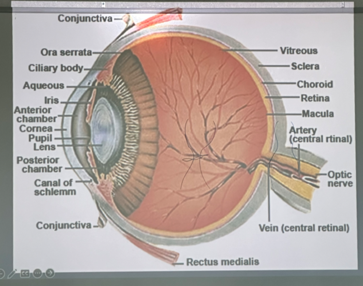 Image - Conjunctiva Ora serrata Vitreous Ciliary body Sclera Aqueous ...