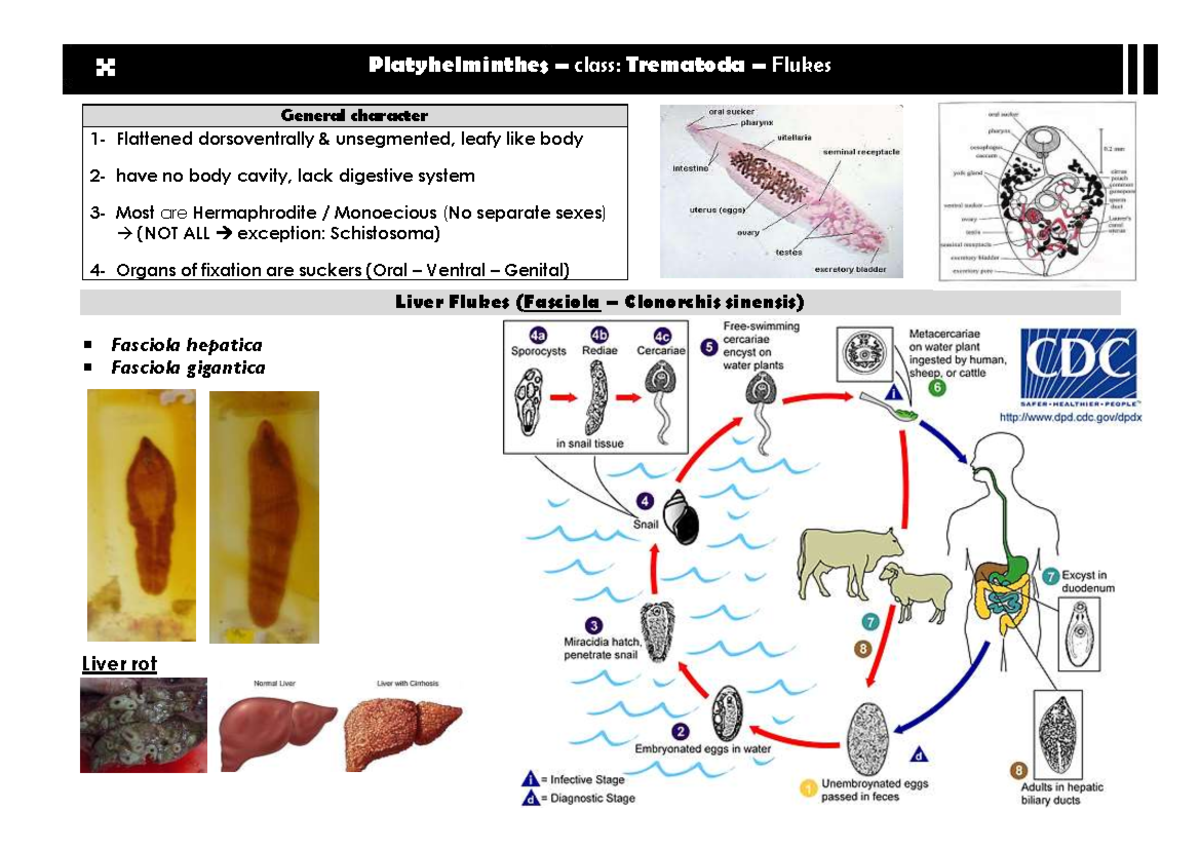Parasitology Lectures. 6,7 (Trematodes). - Platyhelminthes – class ...