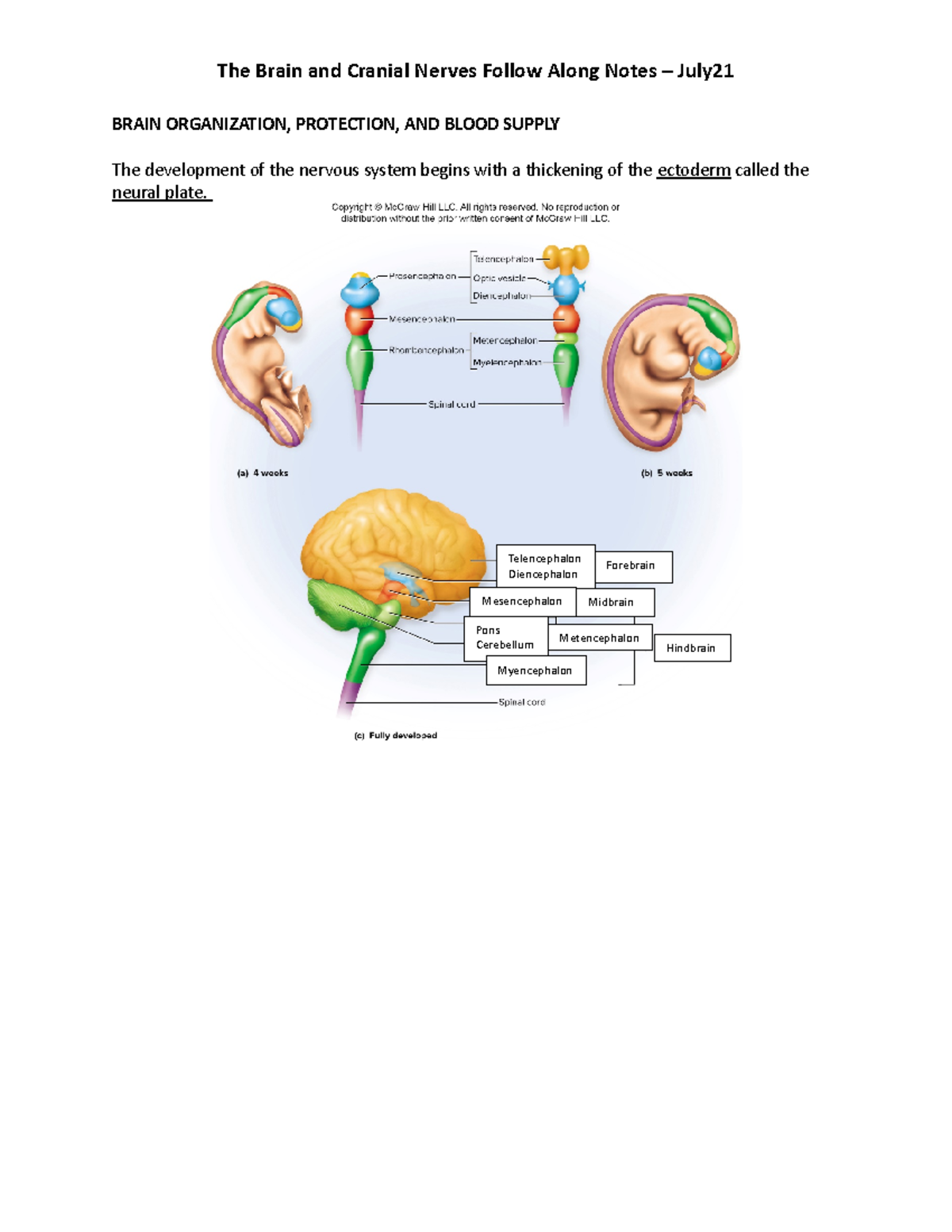 Brain and Cranial Nerves - BRAIN ORGANIZATION, PROTECTION, AND BLOOD SUPPLY The development of ...