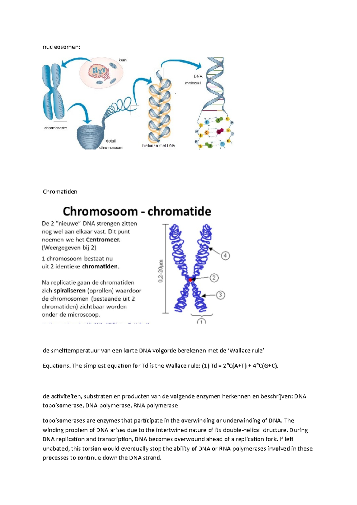 Samenvatting kloneren en eiwitexpressie - nucleosomen: Chromatiden de ...