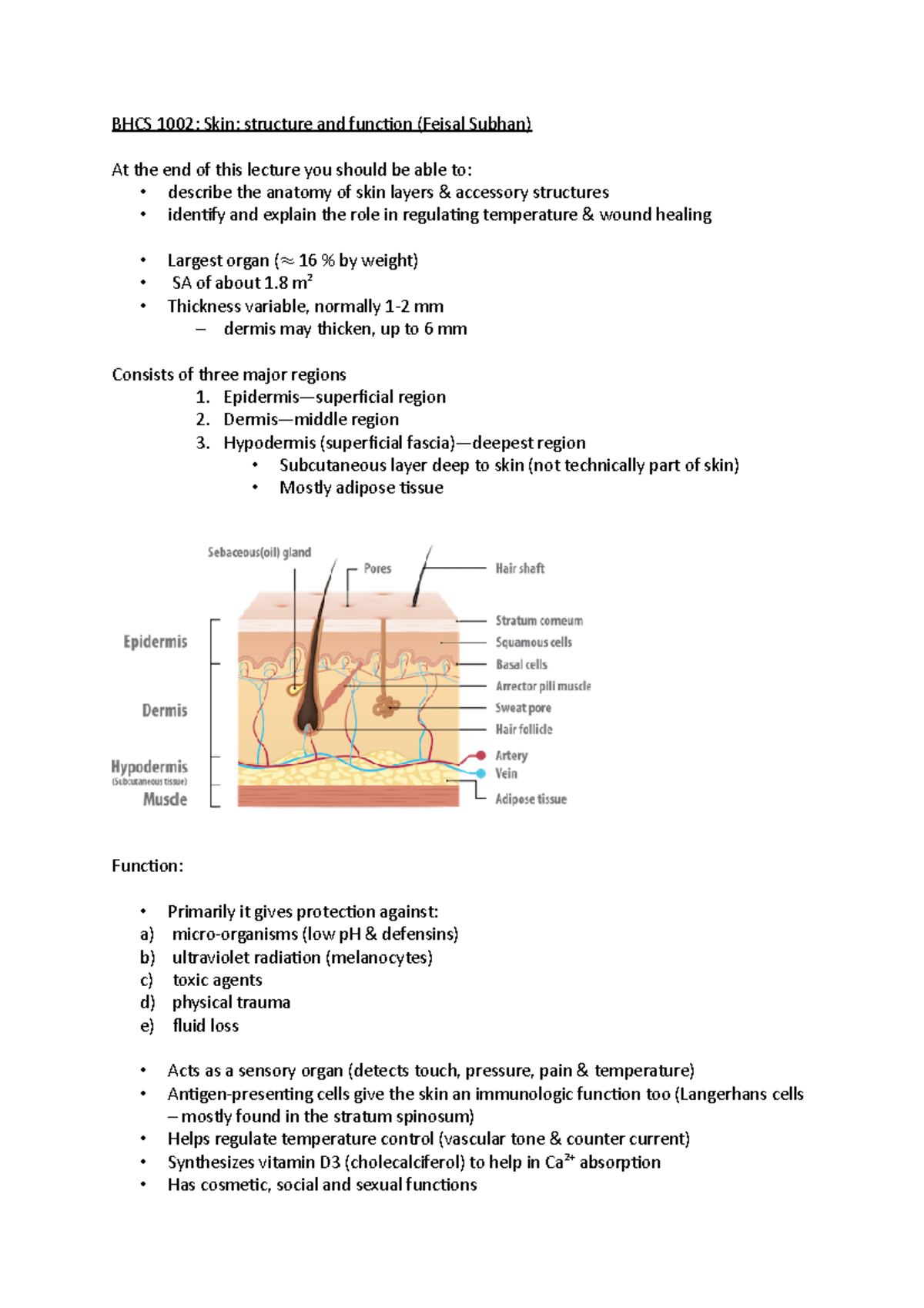 BHCS 1002 Skin Structure and Function - BHCS 1002: Skin: structure and ...