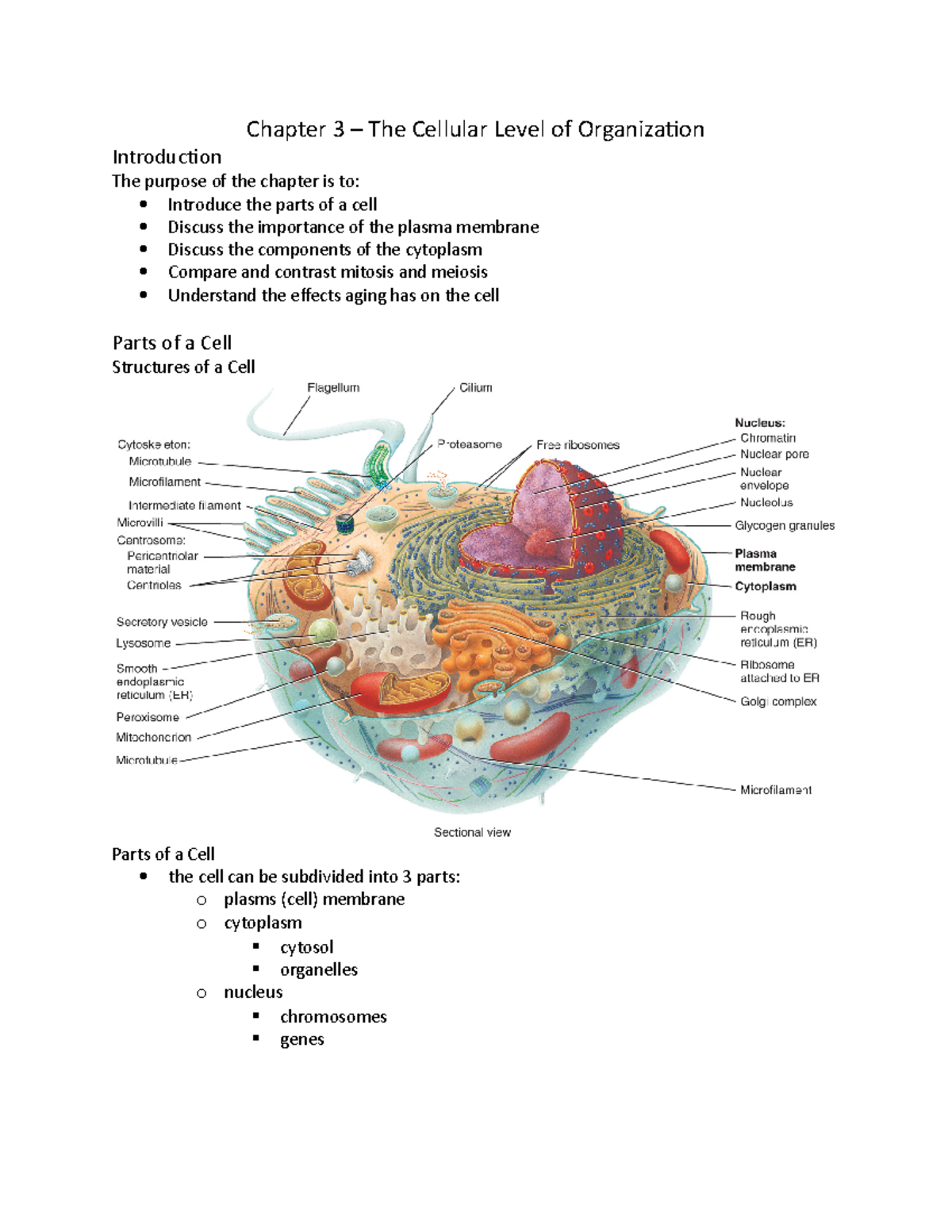 Chapter 3 Notes - The Cellular Level of Organization - Chapter 3 – The ...