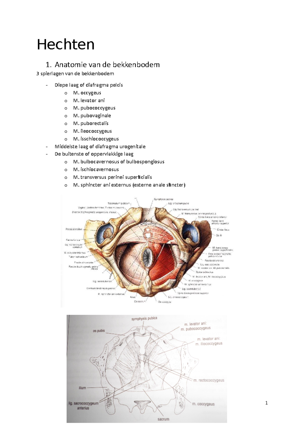 Samenvatting hechten - Hechten 1. Anatomie van de bekkenbodem 3 ...