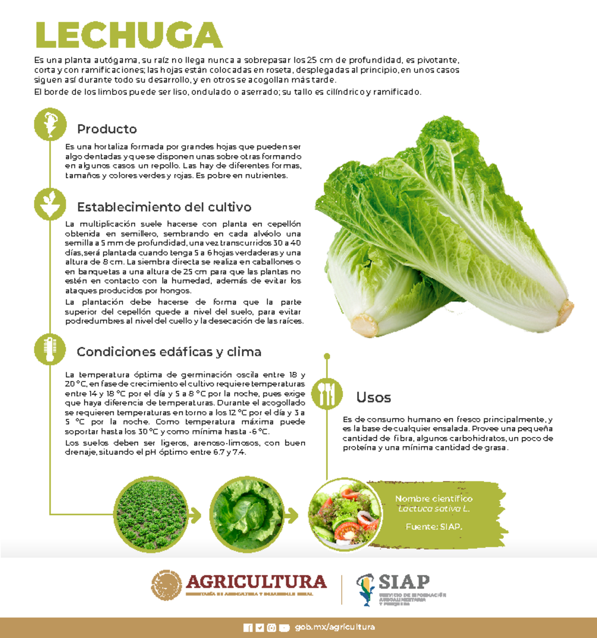 Lechuga - gob/agricultura Producto Establecimiento del cultivo LECHUGA ...