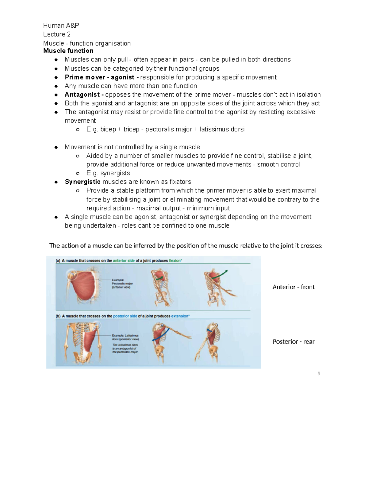 Muscle Function - Lecture 2 Muscle - function organisation Muscle ...