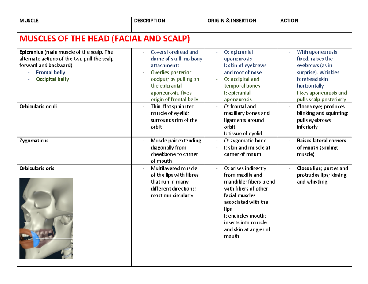 Muscle - MUSCLE DESCRIPTION ORIGIN & INSERTION ACTION MUSCLES OF THE ...