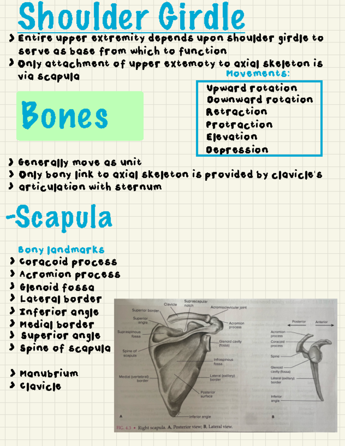 Shoulder Girdle - Own made notes, I received 96% using these - Shoulder ...