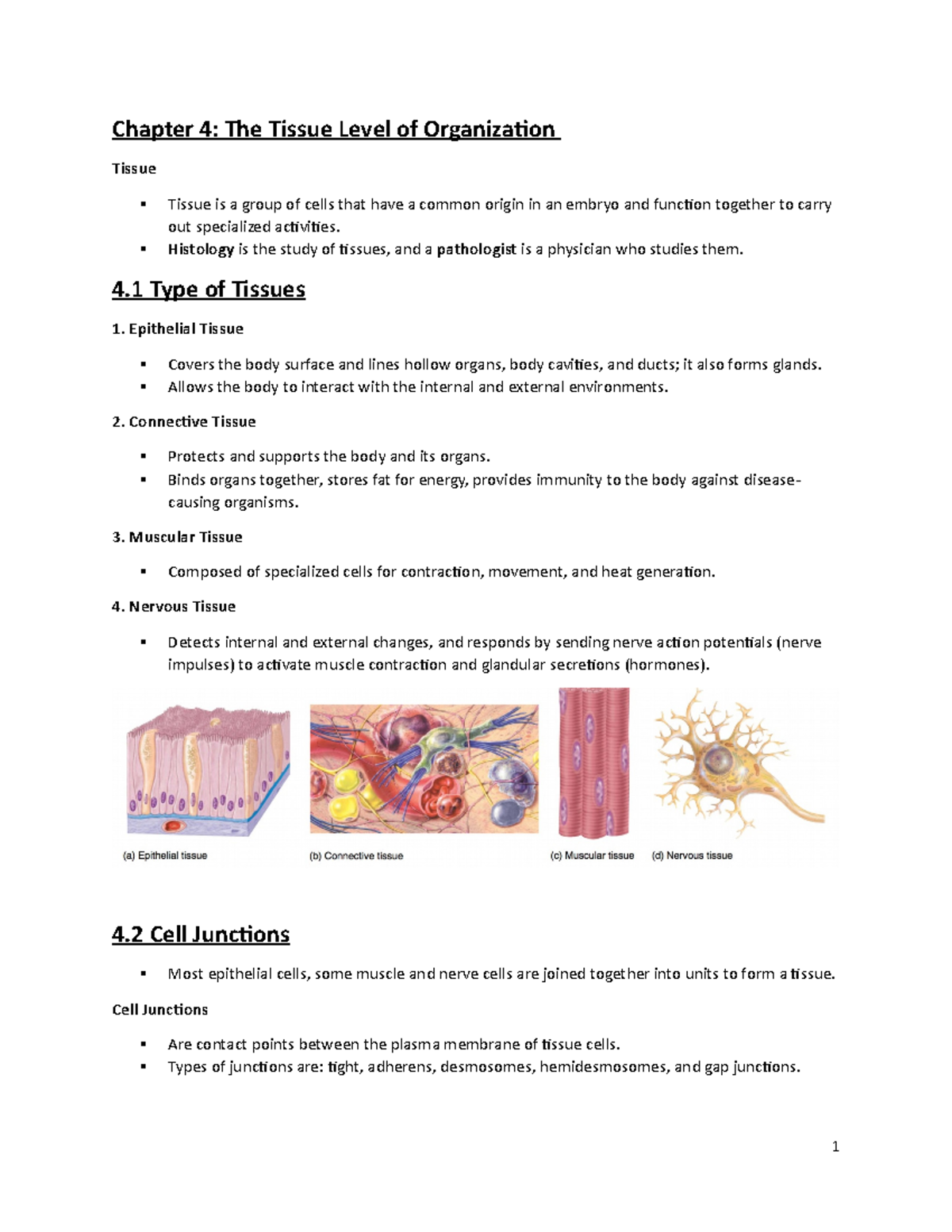 Chapter 4 Histology The Study Of Tissues Answers Study Poster