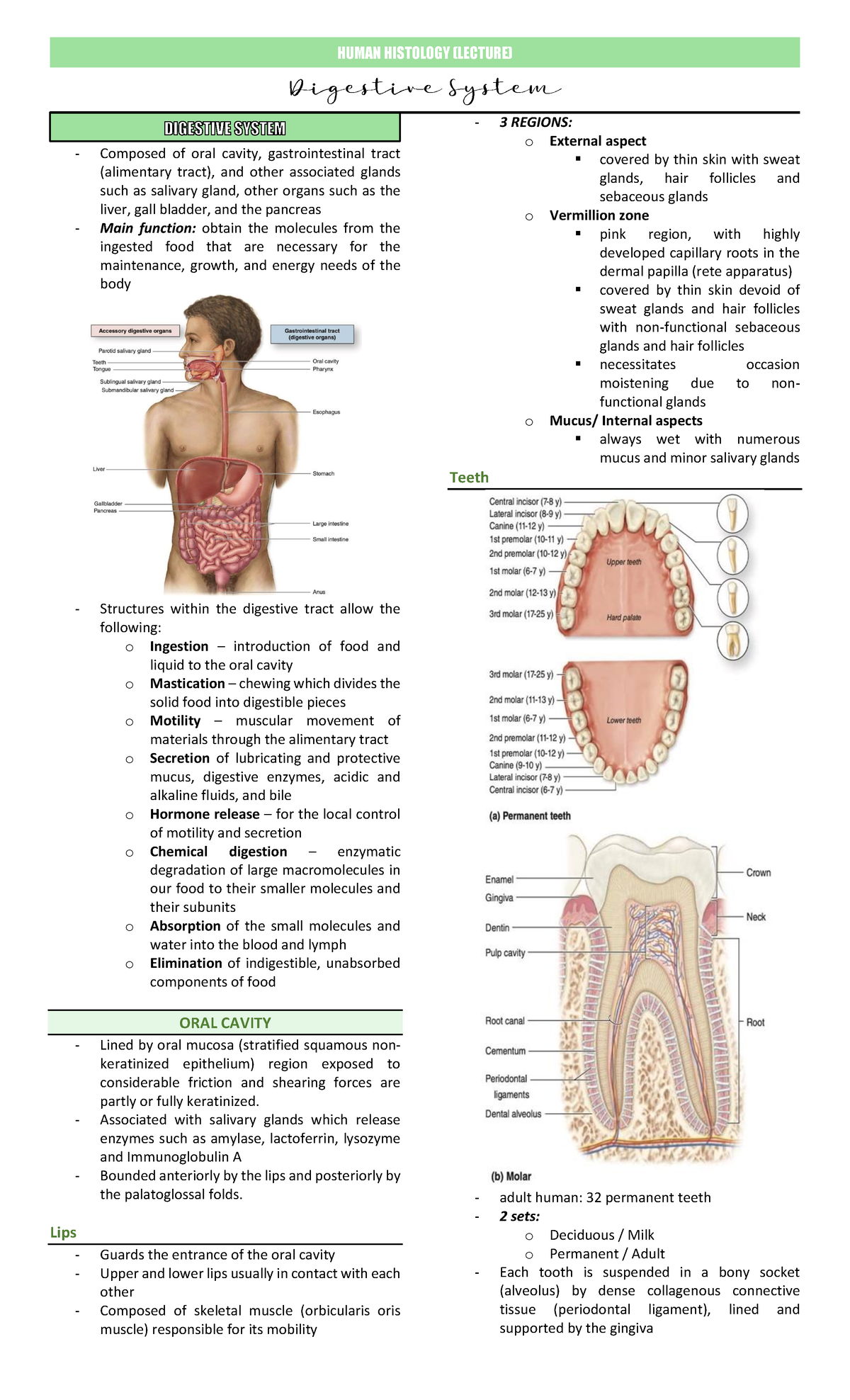 Lecture 13. Digestive System - Composed of oral cavity ...