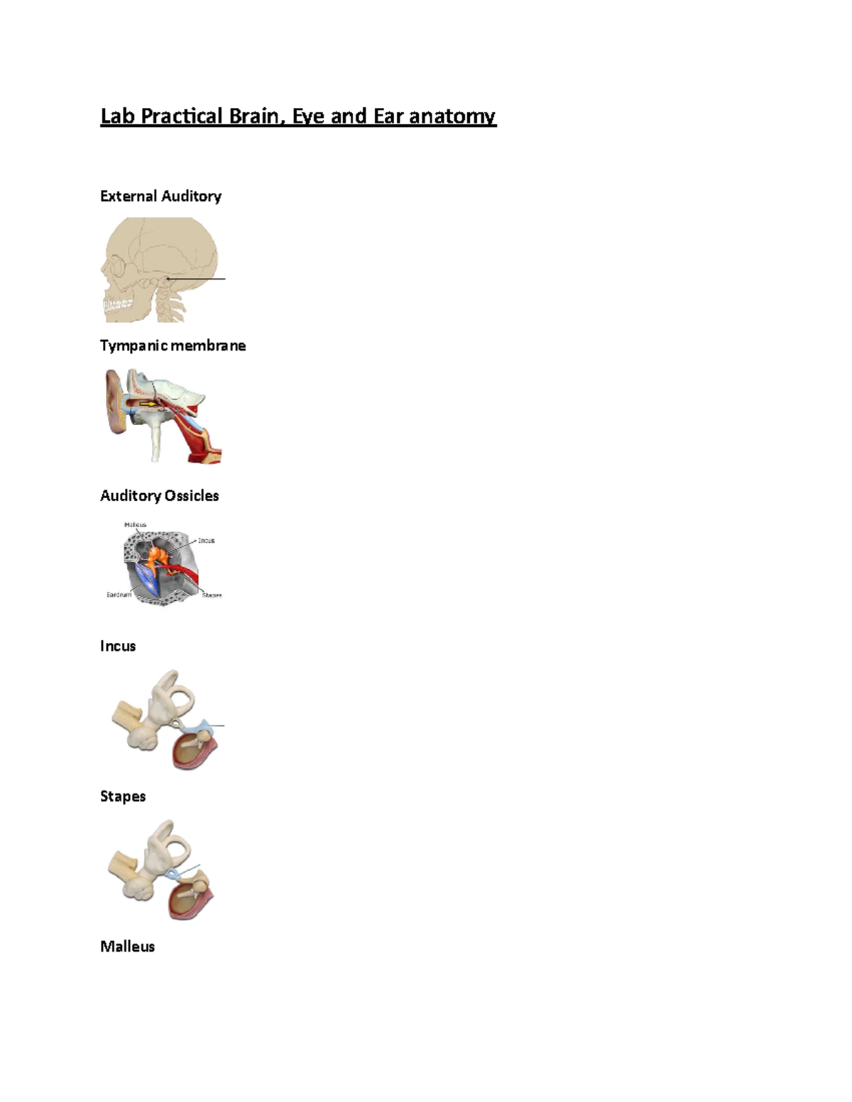 Lab Practical Brain, Eye, Ear, continuedd - AHS 131 - Lab Practical ...