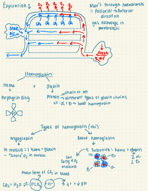 Lecture Notes 8 - Exam 2 Processes and diagrams - Ventilation ...