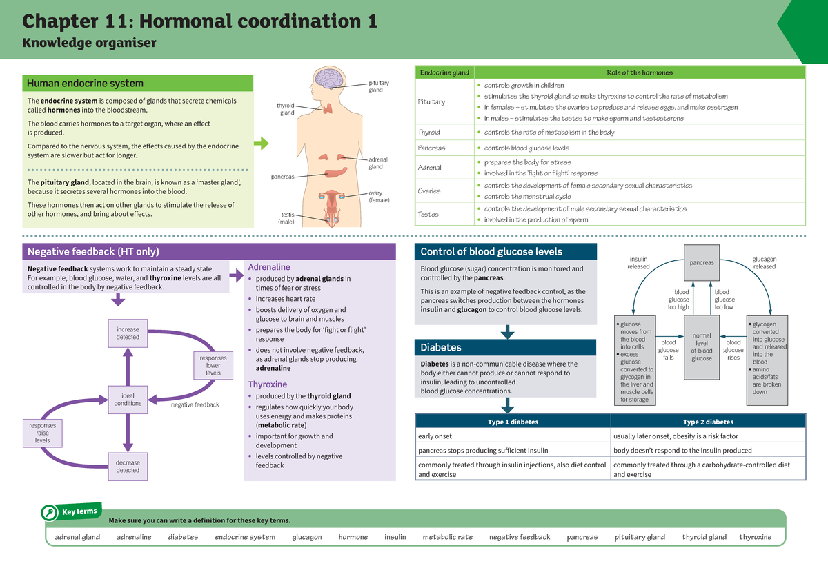 B11 - maths 2023 edexel - Chapter 11: Hormonal coordination 1 Knowledge organiser The endocrine ...