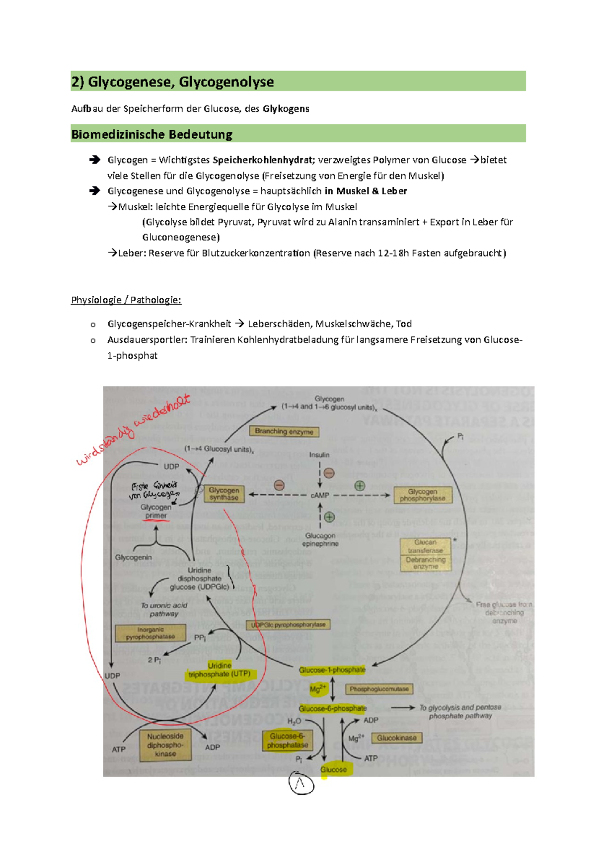 2) Glycogenese, Glycogenolyse - 2) Glycogenese, Glycogenolyse Aufbau ...