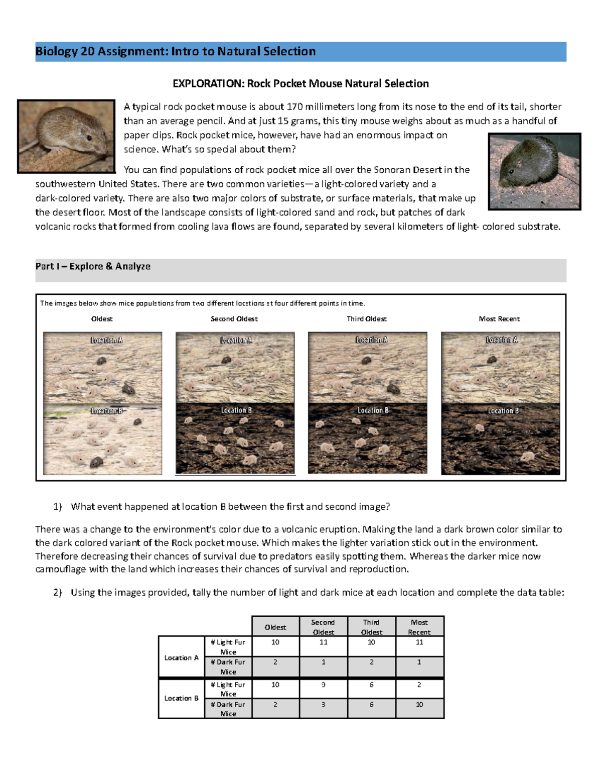 Natural Selection (Rock Pocket Mouse lab).docx - Google Docs - Biology ...