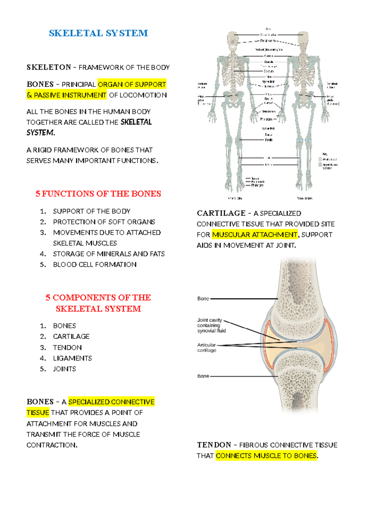 Skeletal- Lecture - SKELETAL SYSTEM SKELETON – FRAMEWORK OF THE BODY BONES – PRINCIPAL ORGAN OF ...