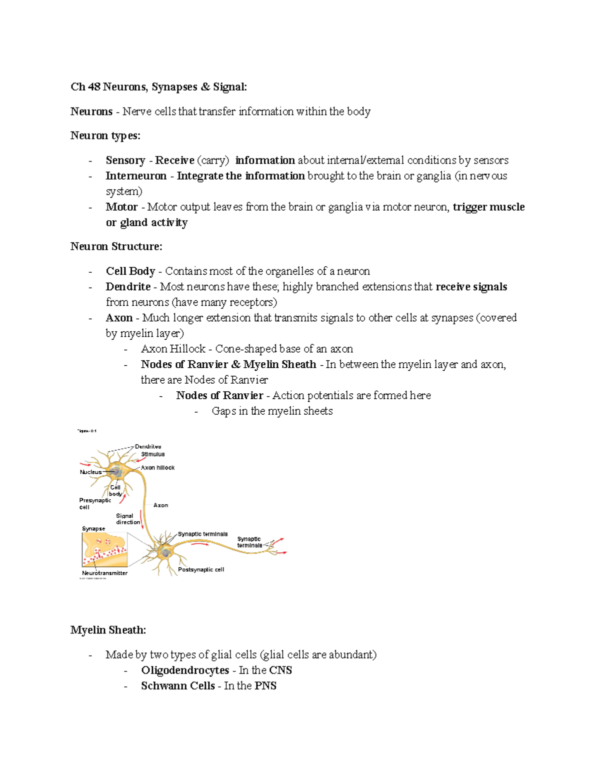 BIO-102; Chapter 48 - Ch 48 Neurons, Synapses & Signal: Neurons - Nerve ...