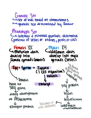 Lung Notes - Color-coded and detailed outline and drawings of the lungs ...
