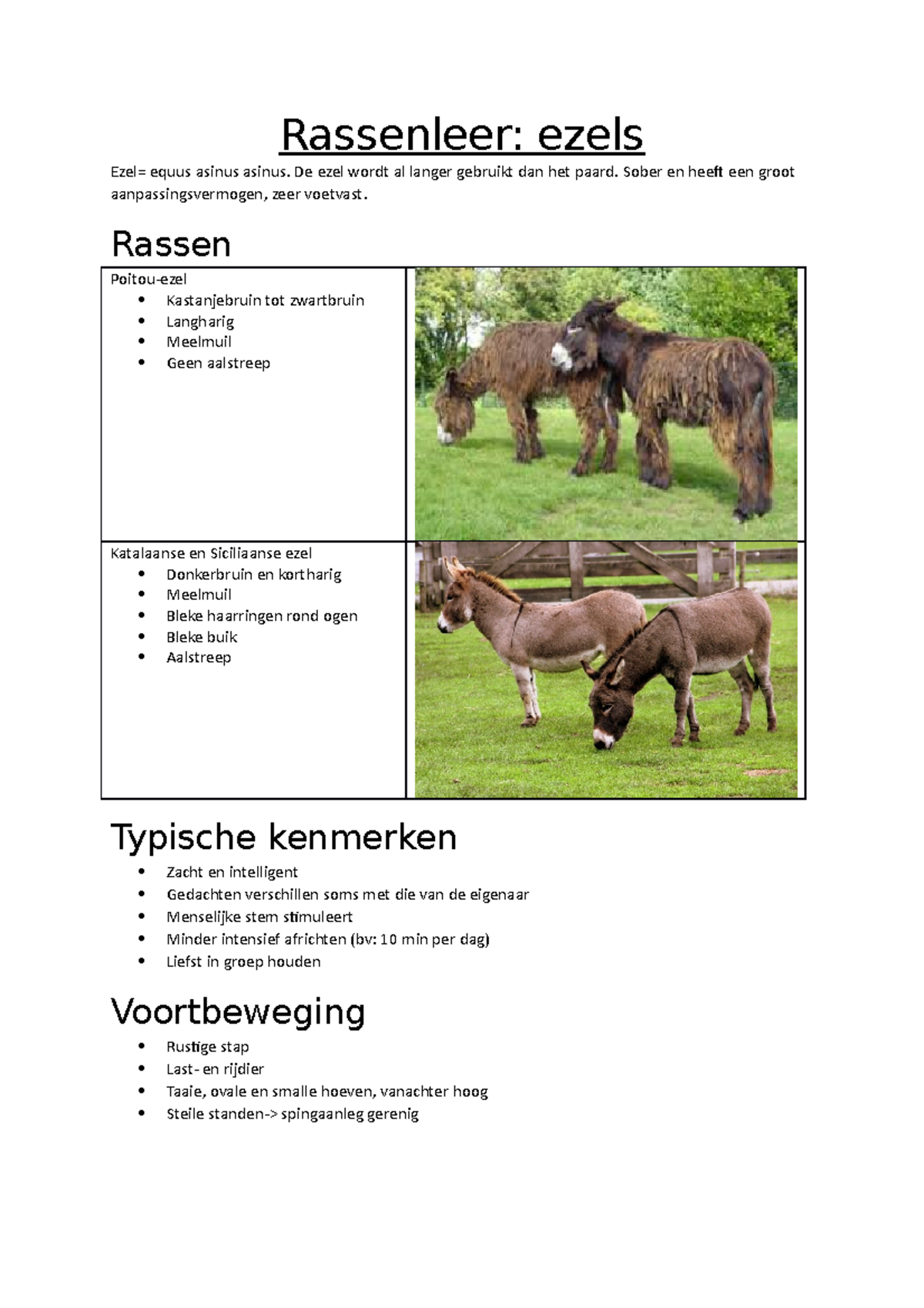 Rassenleer ezel - De ezel wordt al langer gebruikt dan het paard. Sober ...