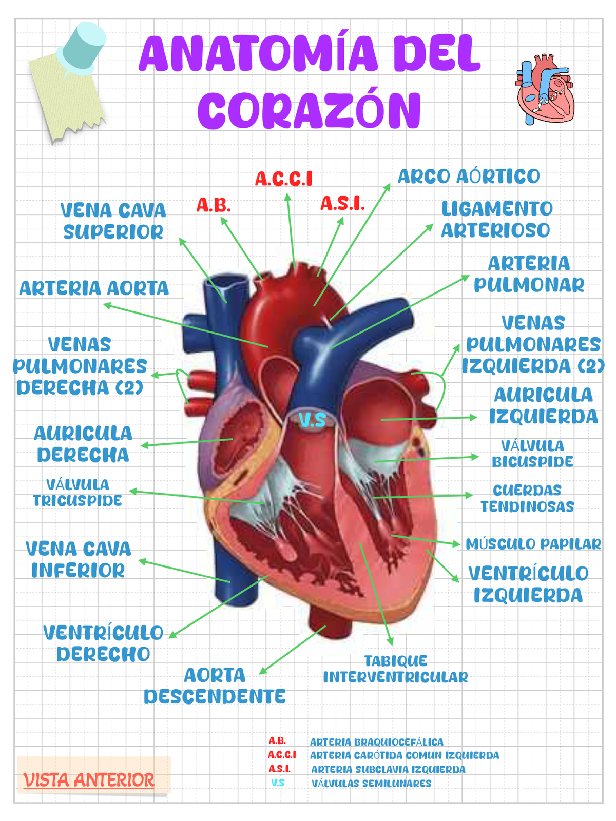 Anatomia DEL Corazon -2 su-:-bir chevere - ANATOMÍA DEL CORAZÓN A.C.C ...