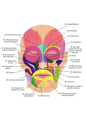 Clase+invertida+osteolog%C3%ADa+artrolog%C3%ADa+y+miolog%C3%ADa+de ...