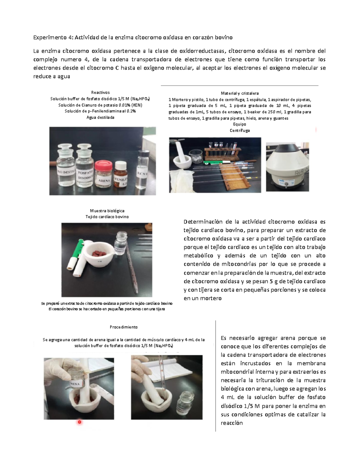 Experimento 4 - laboratorio 4 - Experimento 4 : Actividad de la enzima citocromo oxidasa en ...