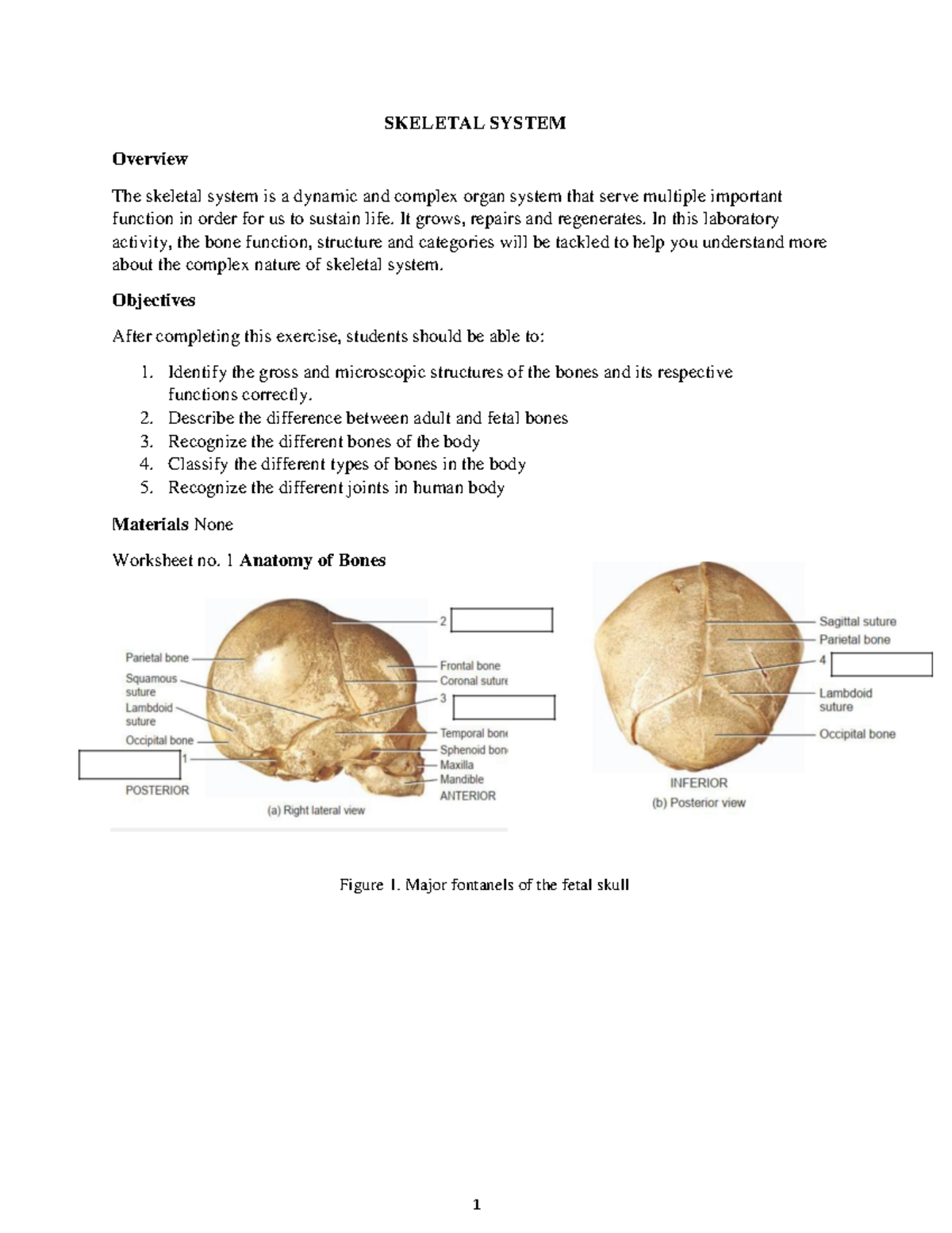 Skeletal System worksheet - SKELETAL SYSTEM Overview The skeletal ...