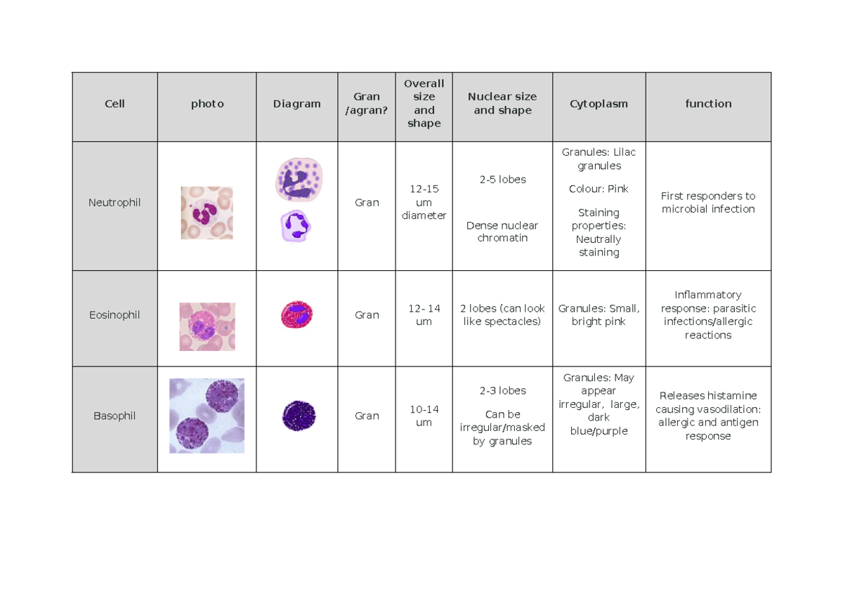 Types of White Blood Cells - Cell photo Diagram Gran /agran? Overall ...