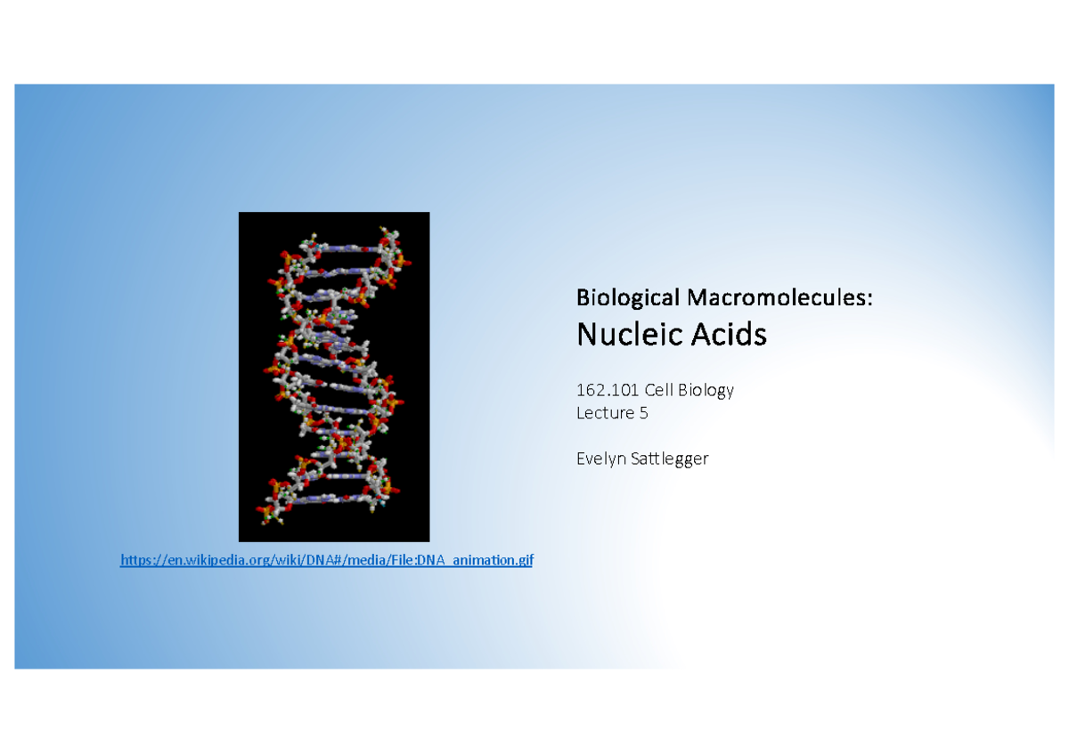 L5 HO Nucleic acids - notes - Biological Macromolecules: Nucleic Acids ...