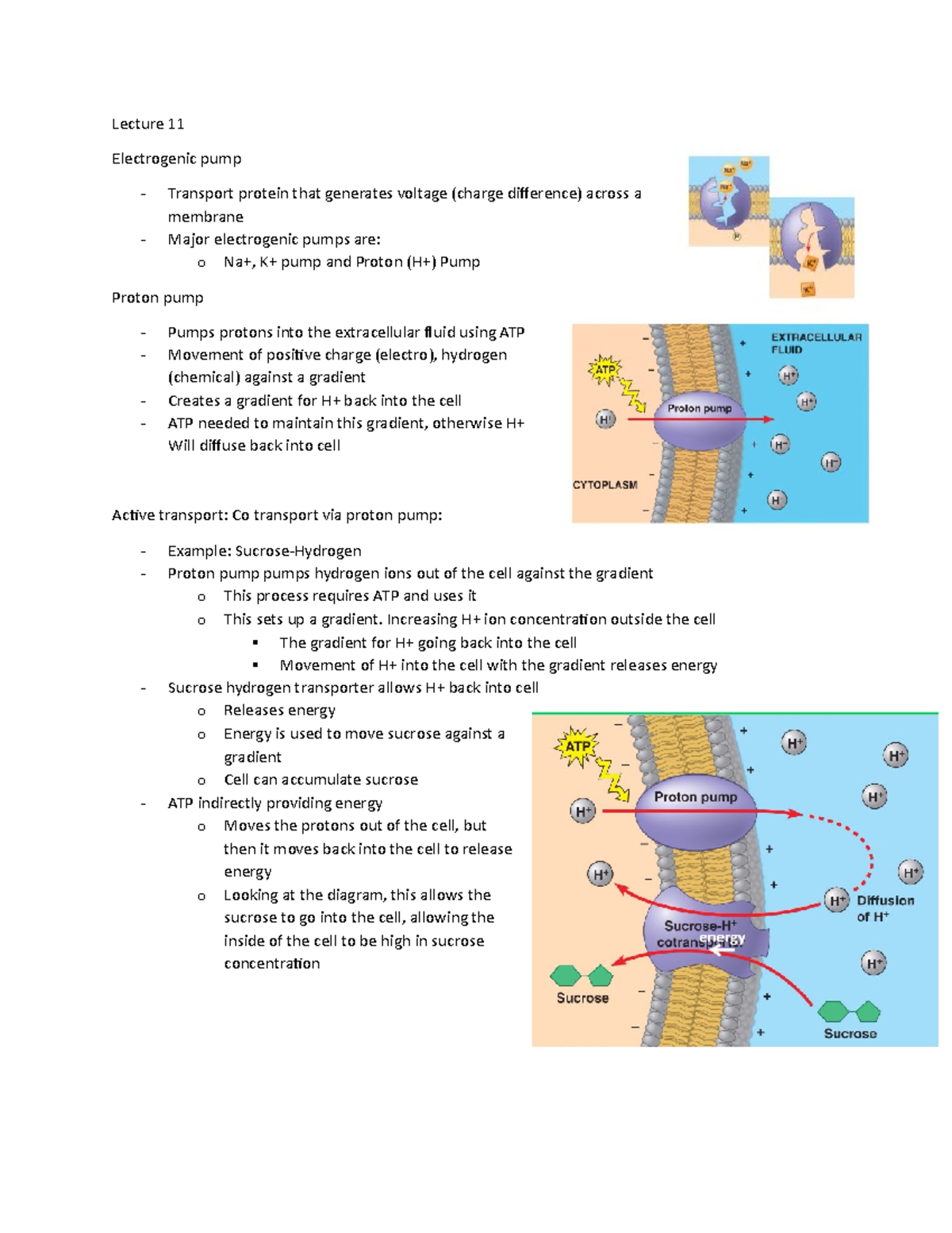 LEcture 11-13 Biology - Lecture 11 Electrogenic pump - Transport ...