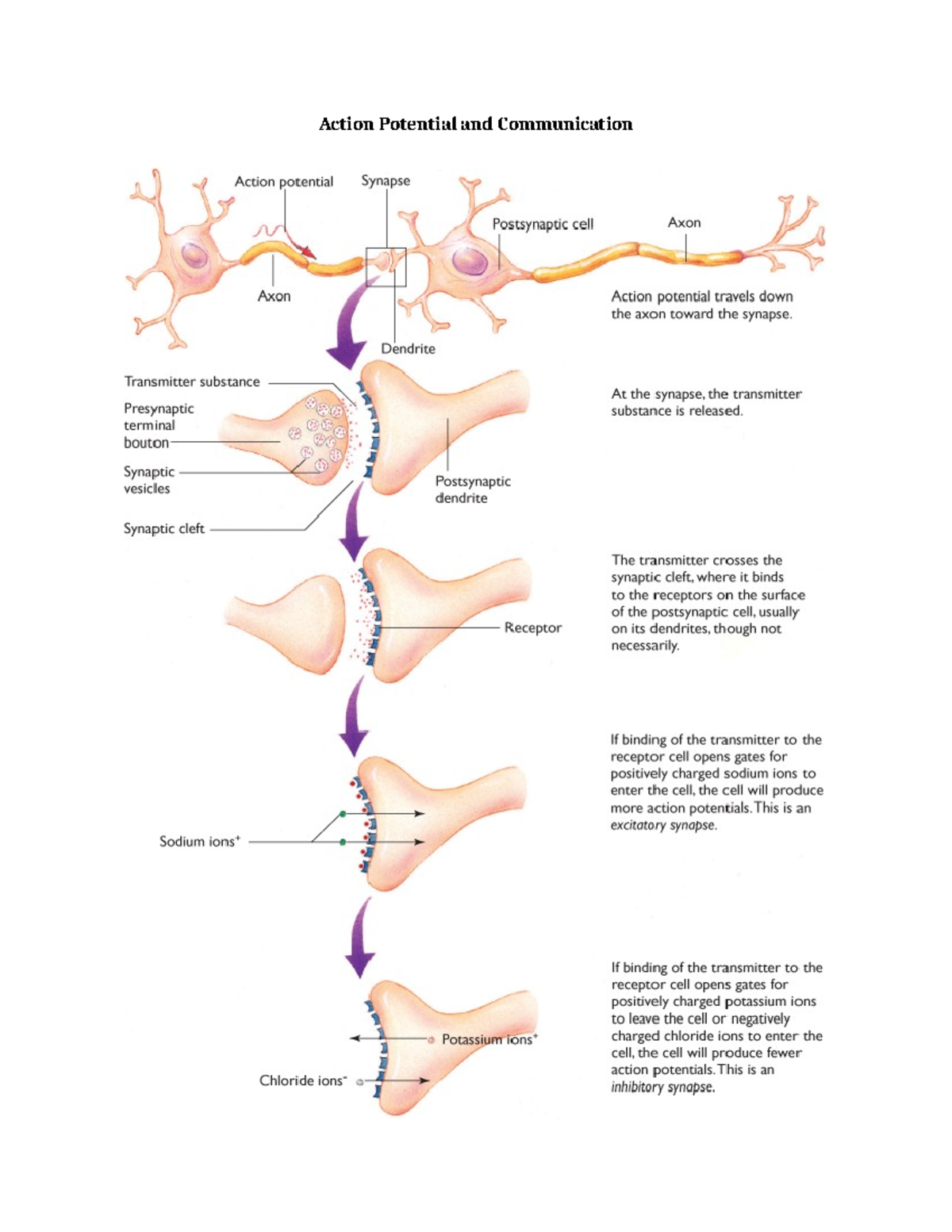 Action Potential and Communication - Dendrite Transmitter substance At ...