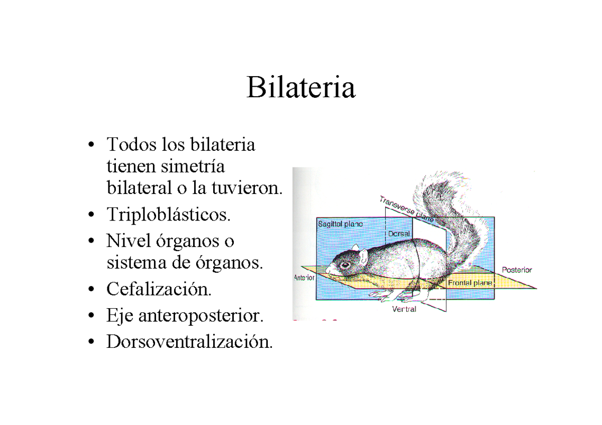 (Copy of) Bilateria - Apuntes 1,2 - Bilateria Todos los bilateria ...